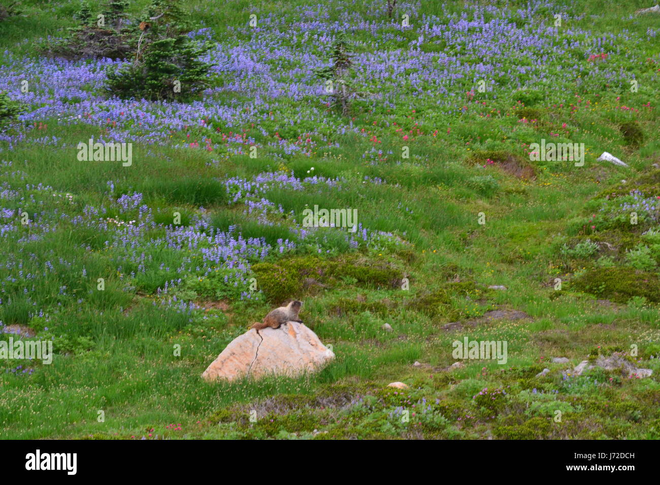 Alpine marmot flowers hi-res stock photography and images - Alamy