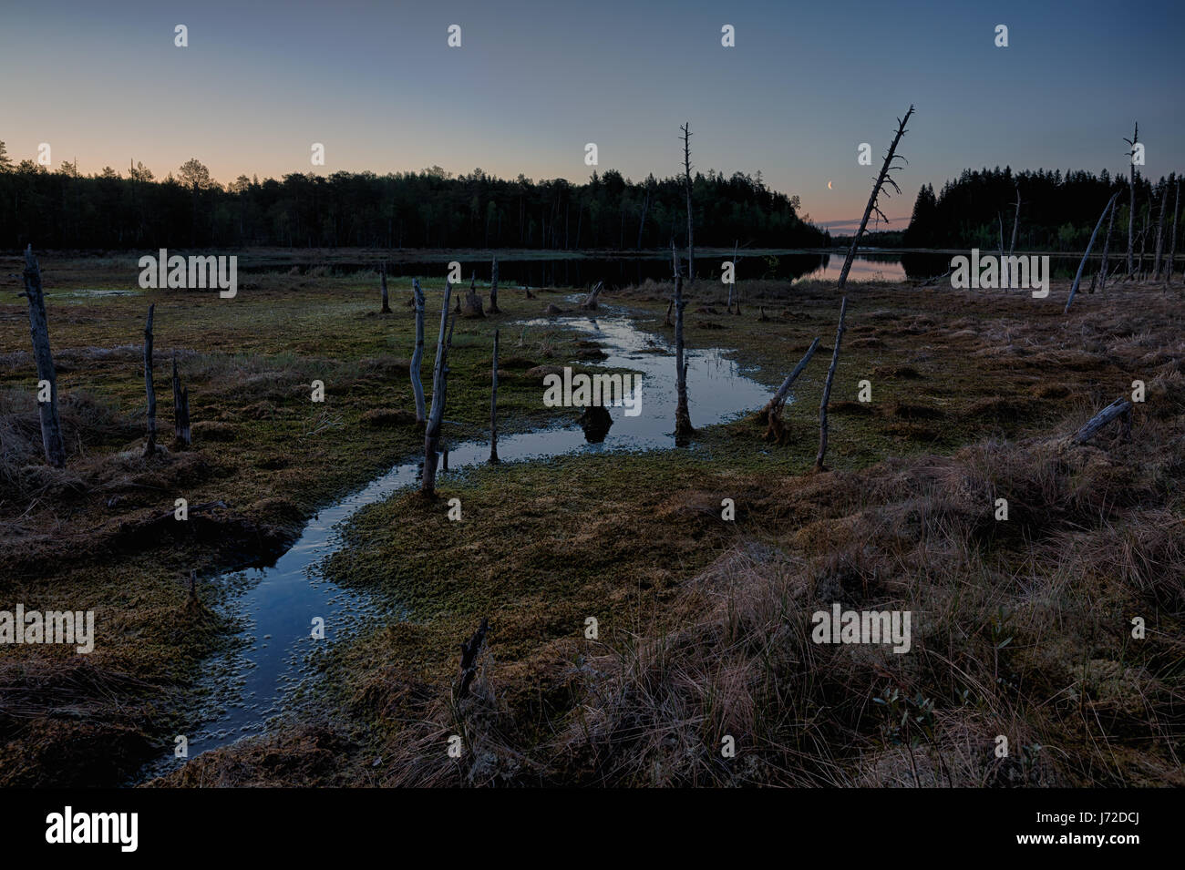 Early morning at the bog lake Stock Photo - Alamy