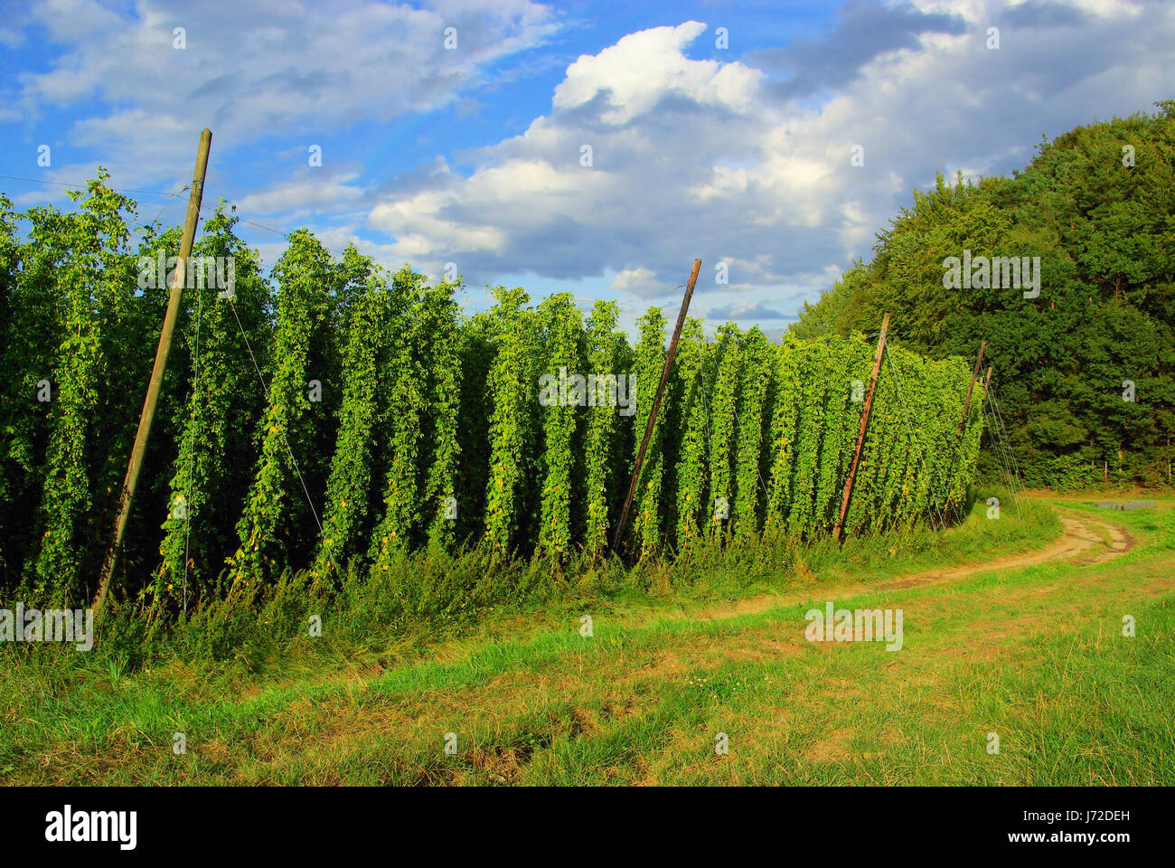 hop field - hop field 04 Stock Photo - Alamy