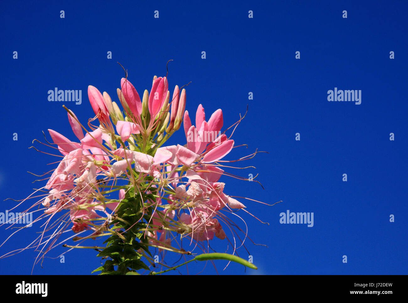 blue flower plant rose blossoms bleed firmament sky pink blue flower ...