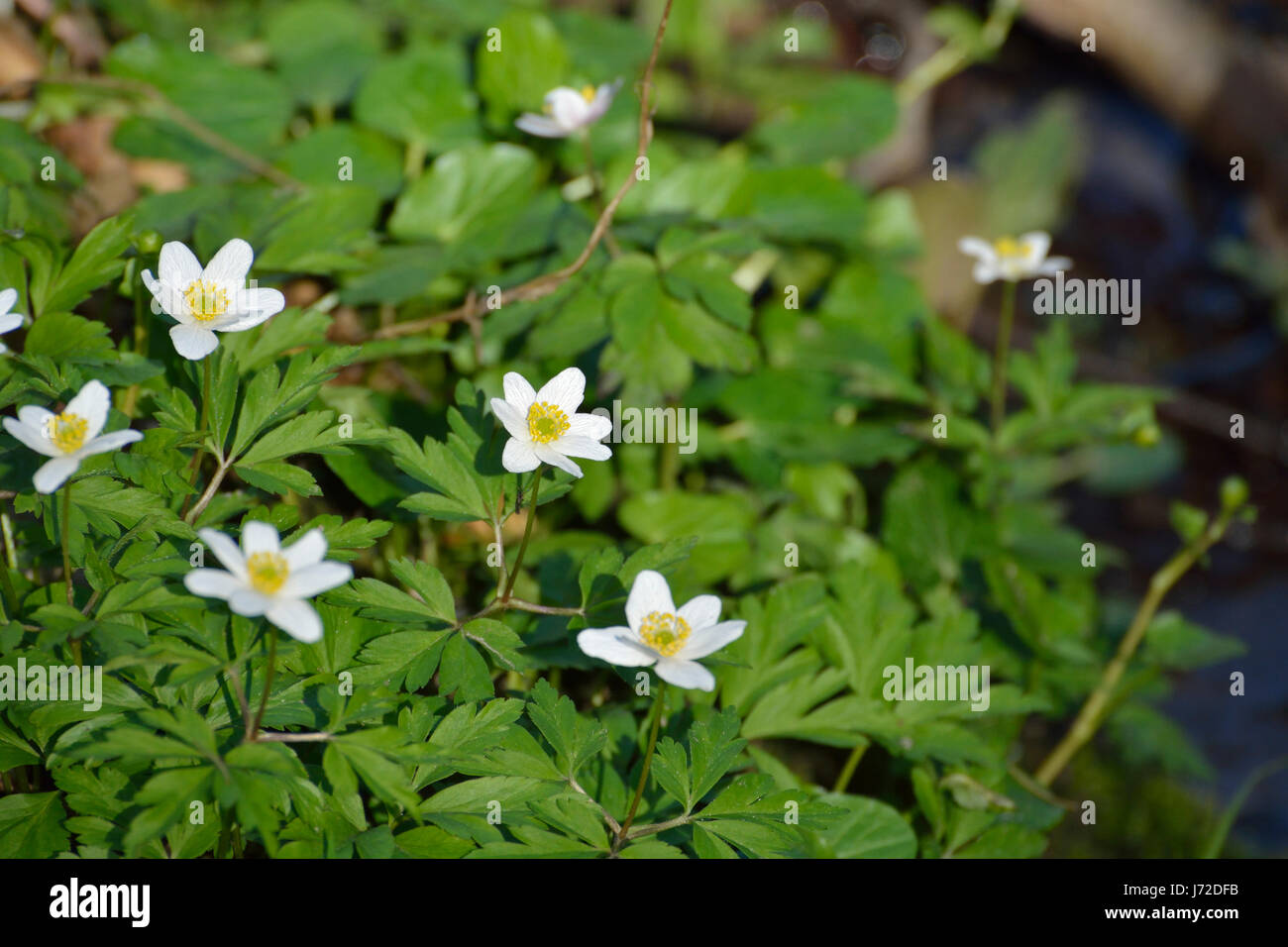 white Anemone nemorosa first spring flowers Stock Photo - Alamy
