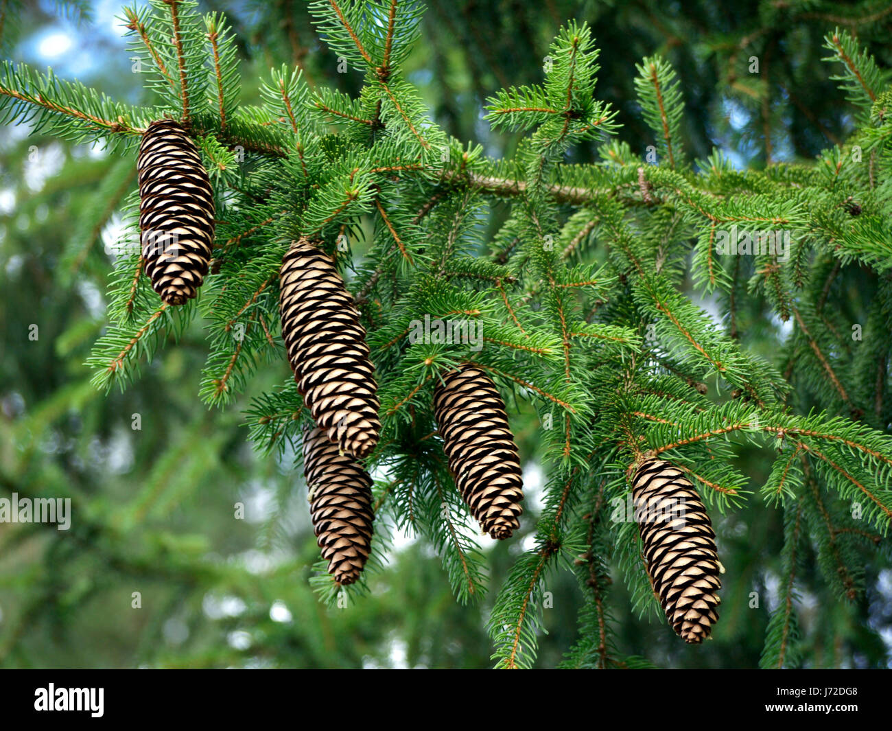 tap fir cone fir environment enviroment botany decoration plant late ...