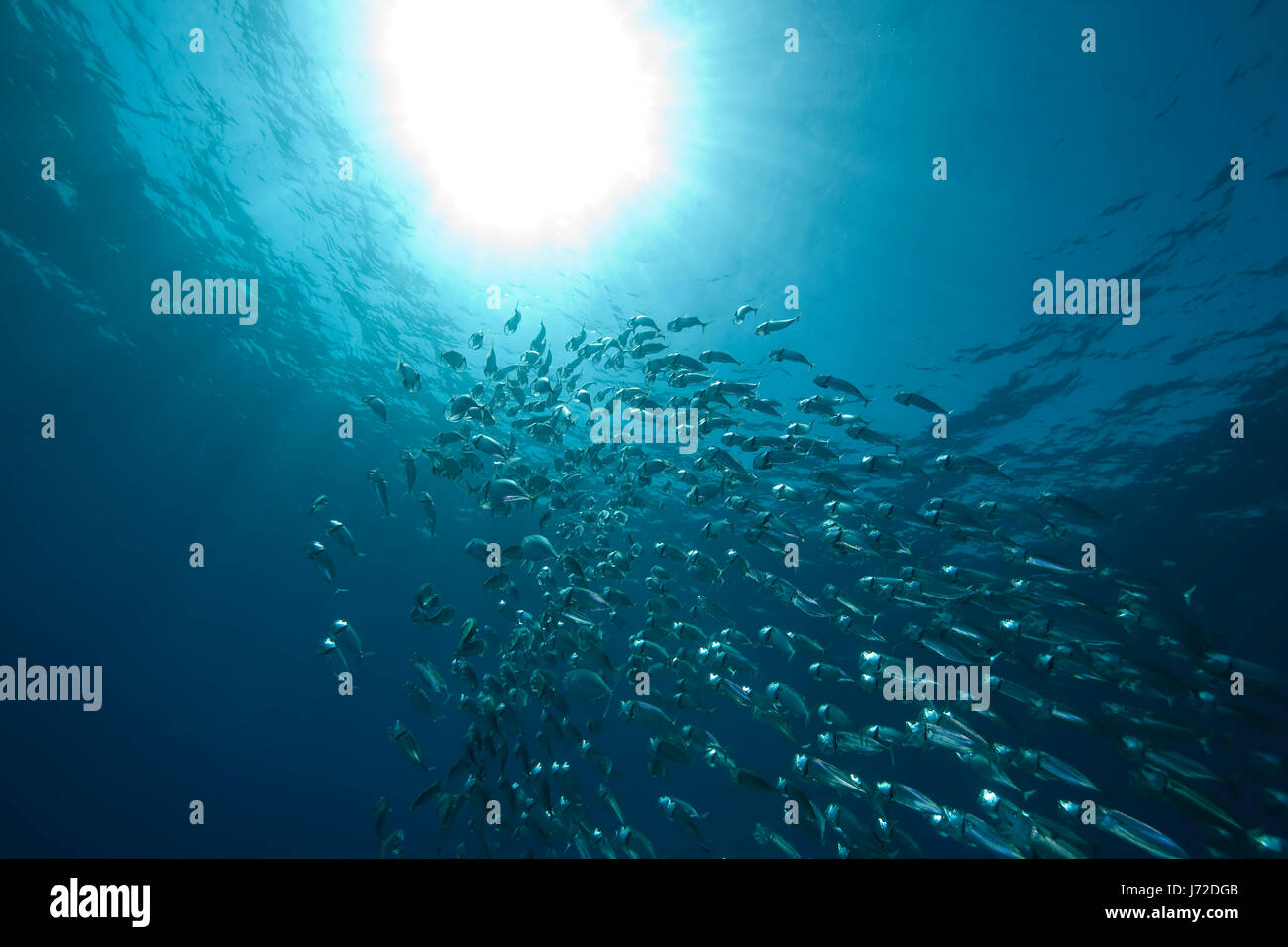 animal fish sunlight underwater colony exotic sunbeam egypt hard dive ...