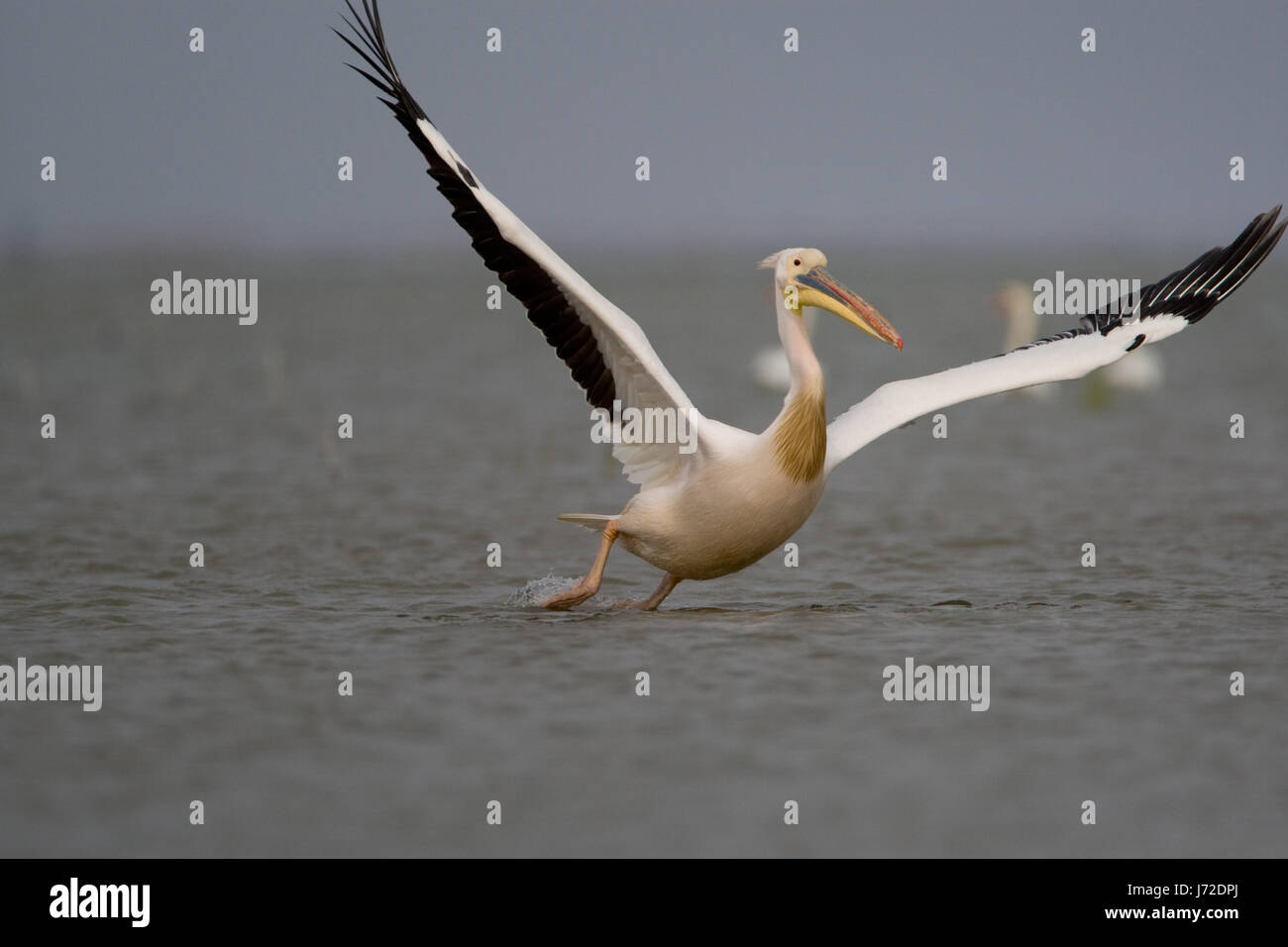 bird wildlife pelican feather fly flies flys flying water nature blue ...