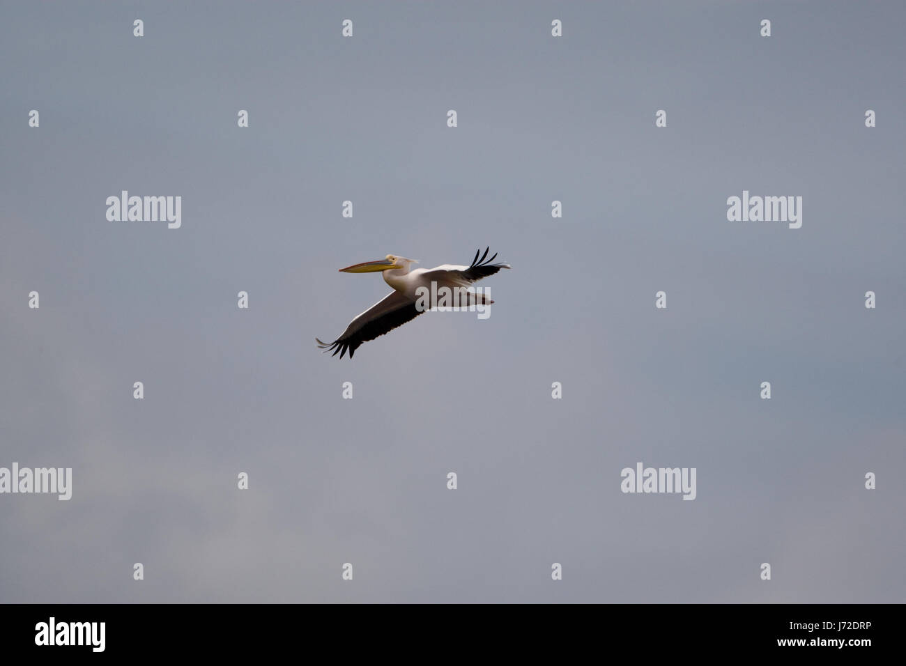 bird wildlife pelican feather fly flies flys flying water nature blue ...