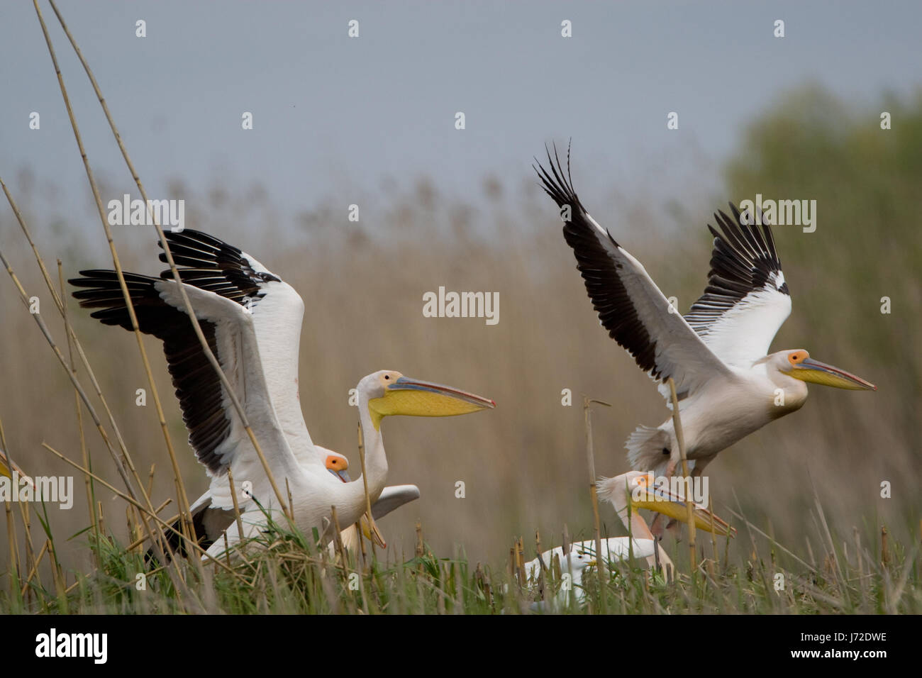 bird wildlife pelican feather fly flies flys flying water nature blue ...