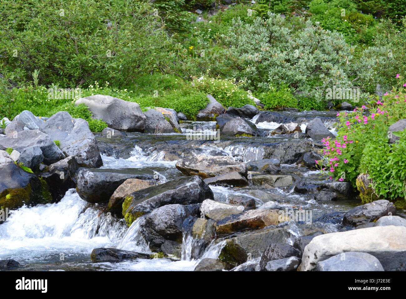 Stream mountain wild flowers hi-res stock photography and images - Alamy