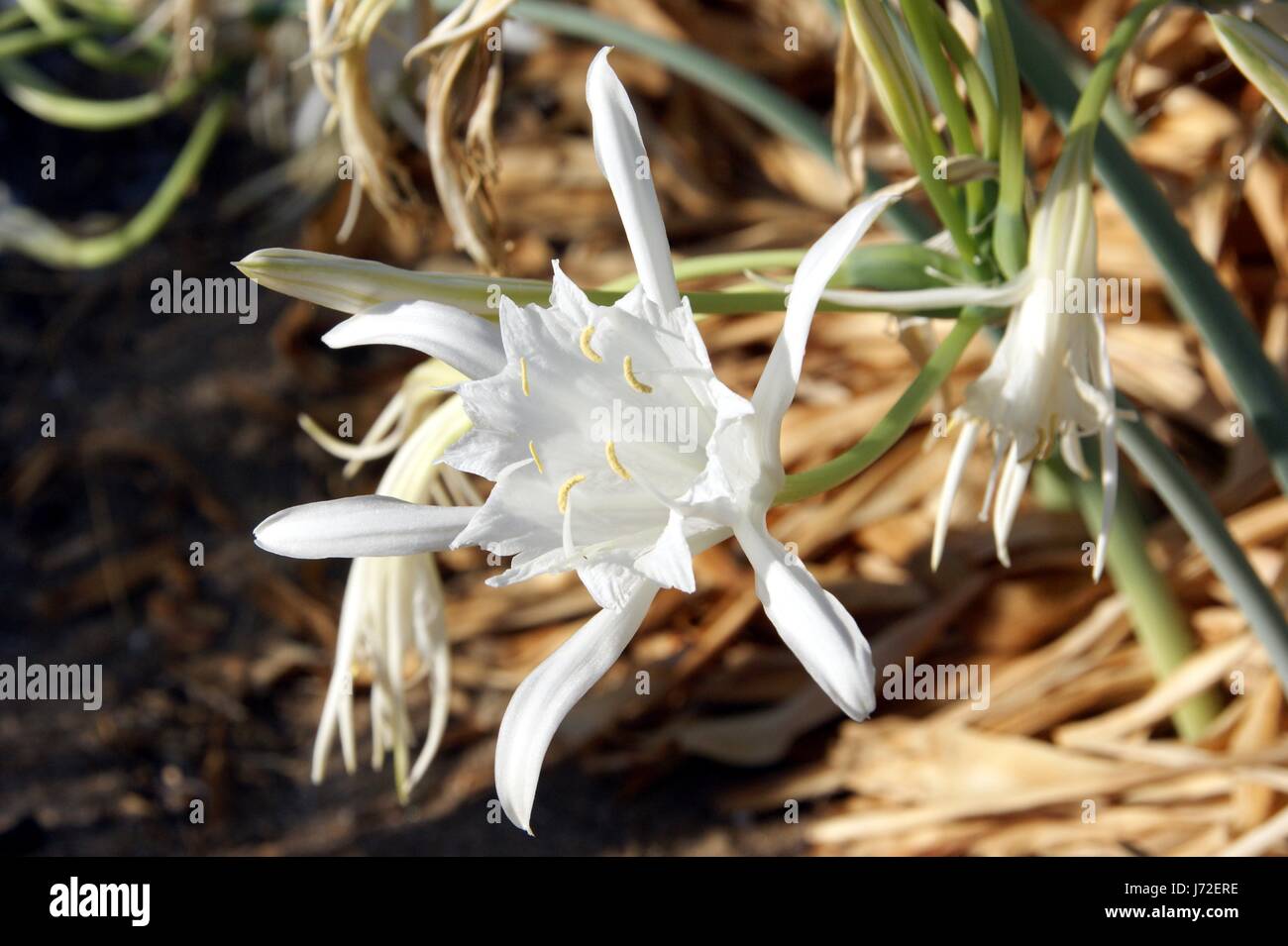 flower plant bloom blossom flourish flourishing beach seaside the beach ...