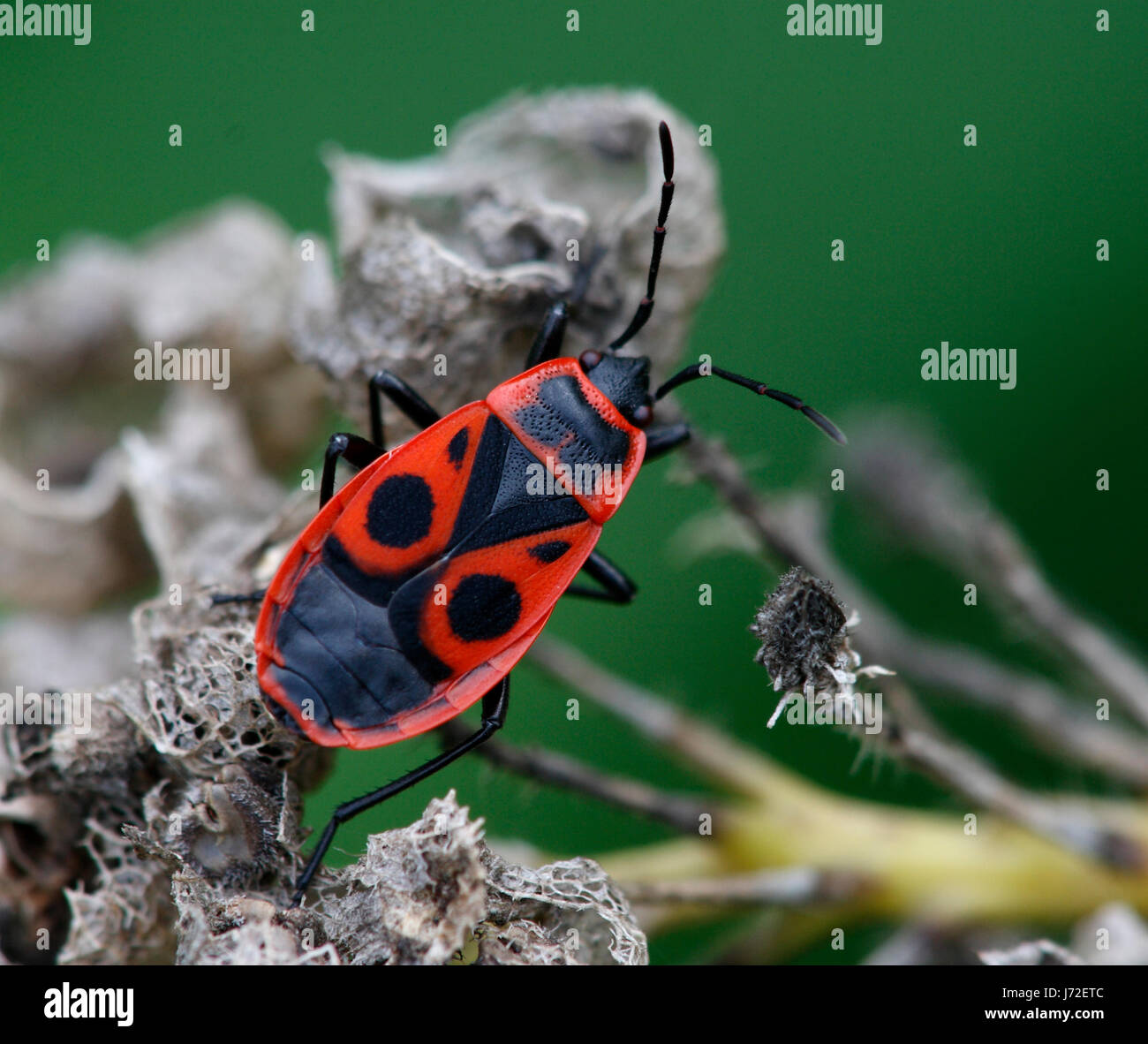 Firebug climbing hi-res stock photography and images - Alamy