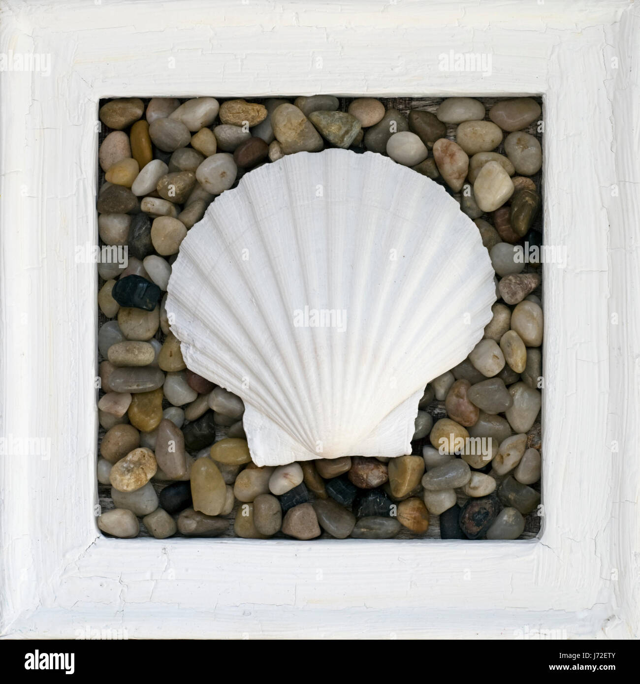 blue maritime shell decoration frame framework still life blue maritime ...