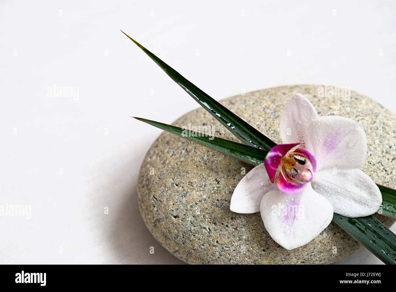 detail stone flower plant silicic pebble orchid detail stone flower ...