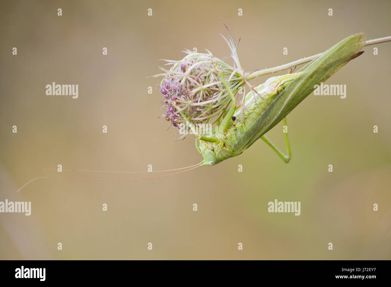 green carrot savage haggardly insect medicinal plant heupferd groes ...