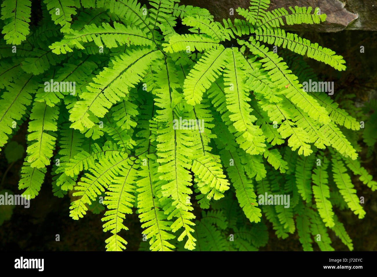 Five fingered fern hi-res stock photography and images - Alamy