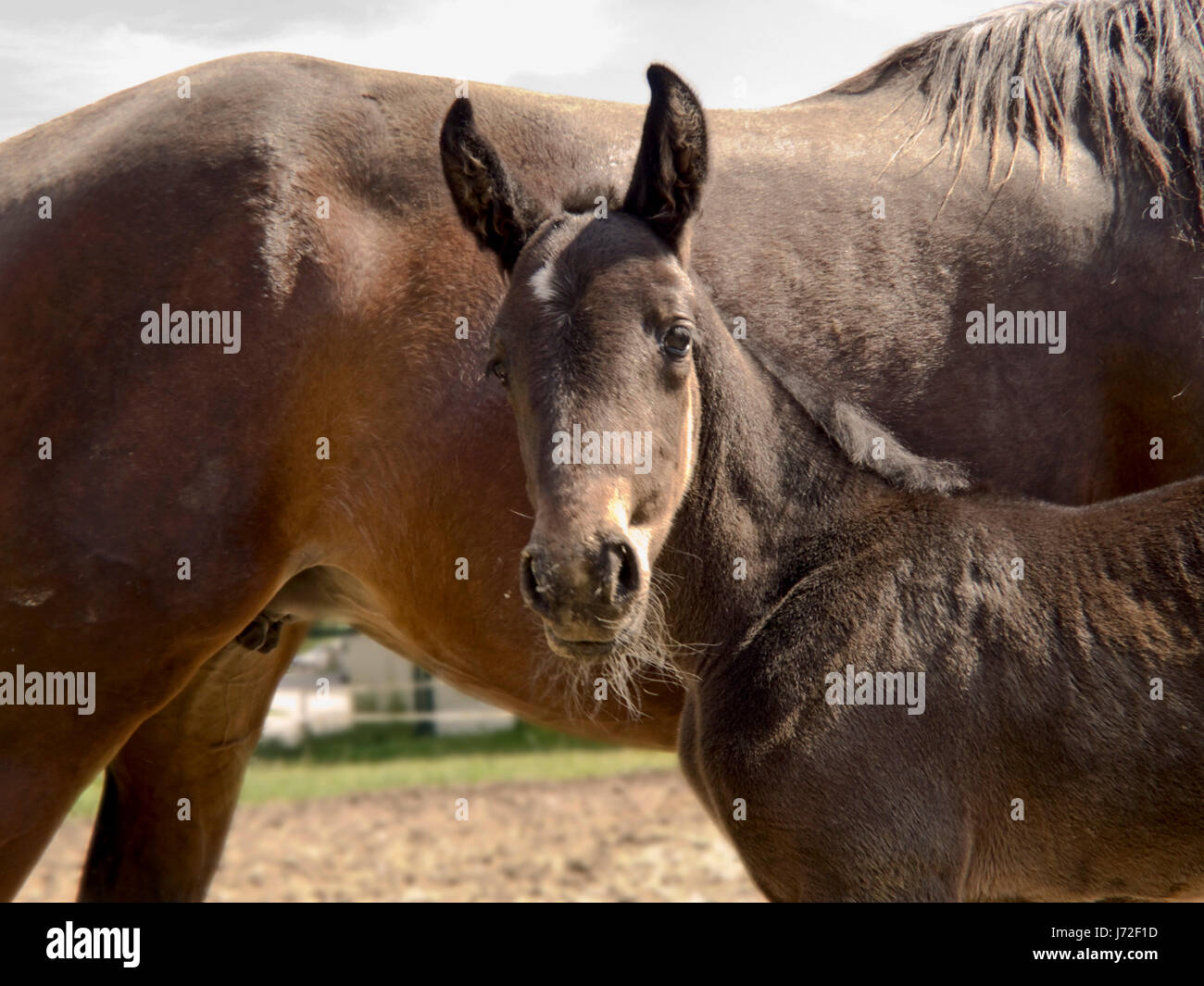 horse mammal offspring cub baby foal young animal nature horse animal ...