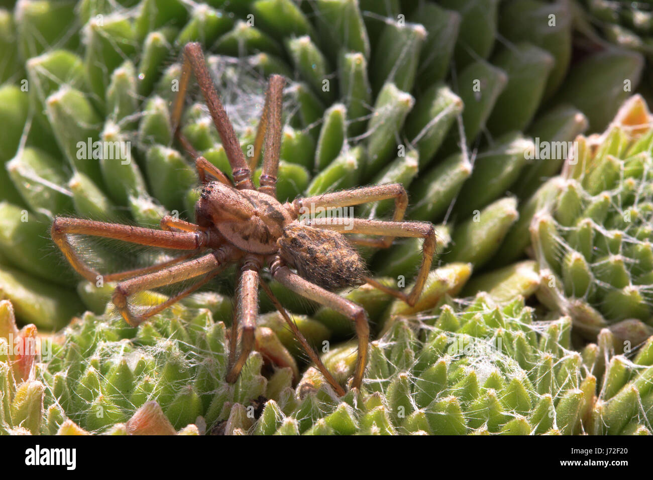 Dickblattgewchs hi-res stock photography and images - Alamy