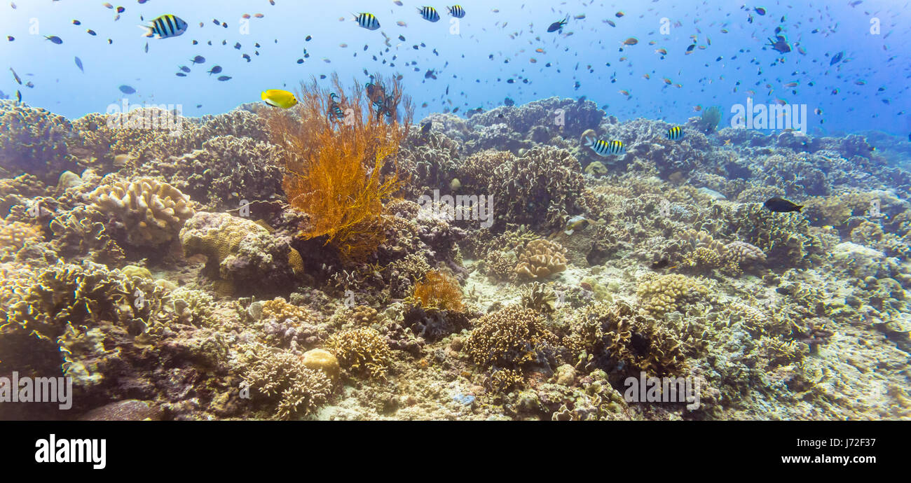 Seafloor coral reef not aquarium hi-res stock photography and images ...