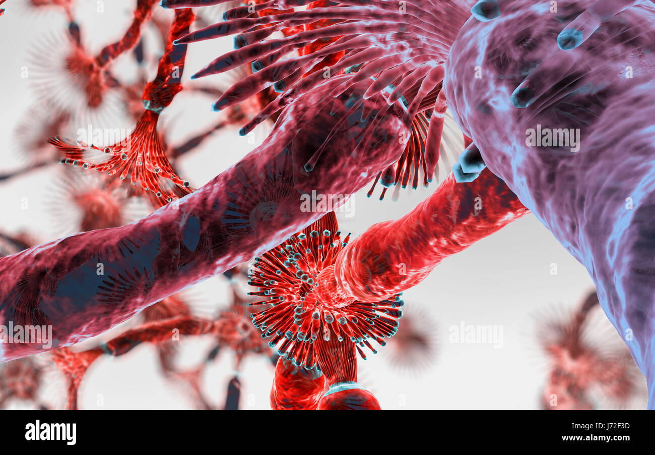 Catarrh bacterium hi-res stock photography and images - Alamy