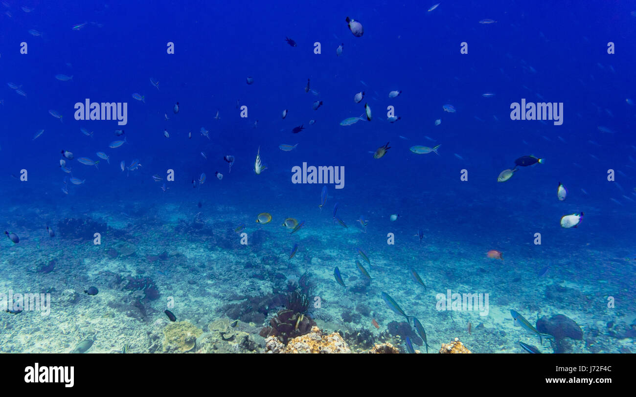 Coral reef and fish in tropical sea underwater Stock Photo - Alamy