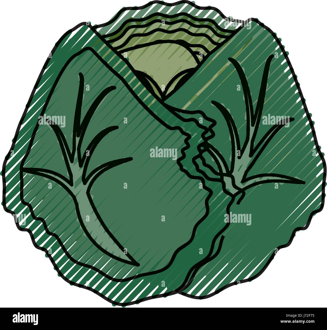 Fresh lettuce vegetable Stock Vector Image & Art - Alamy