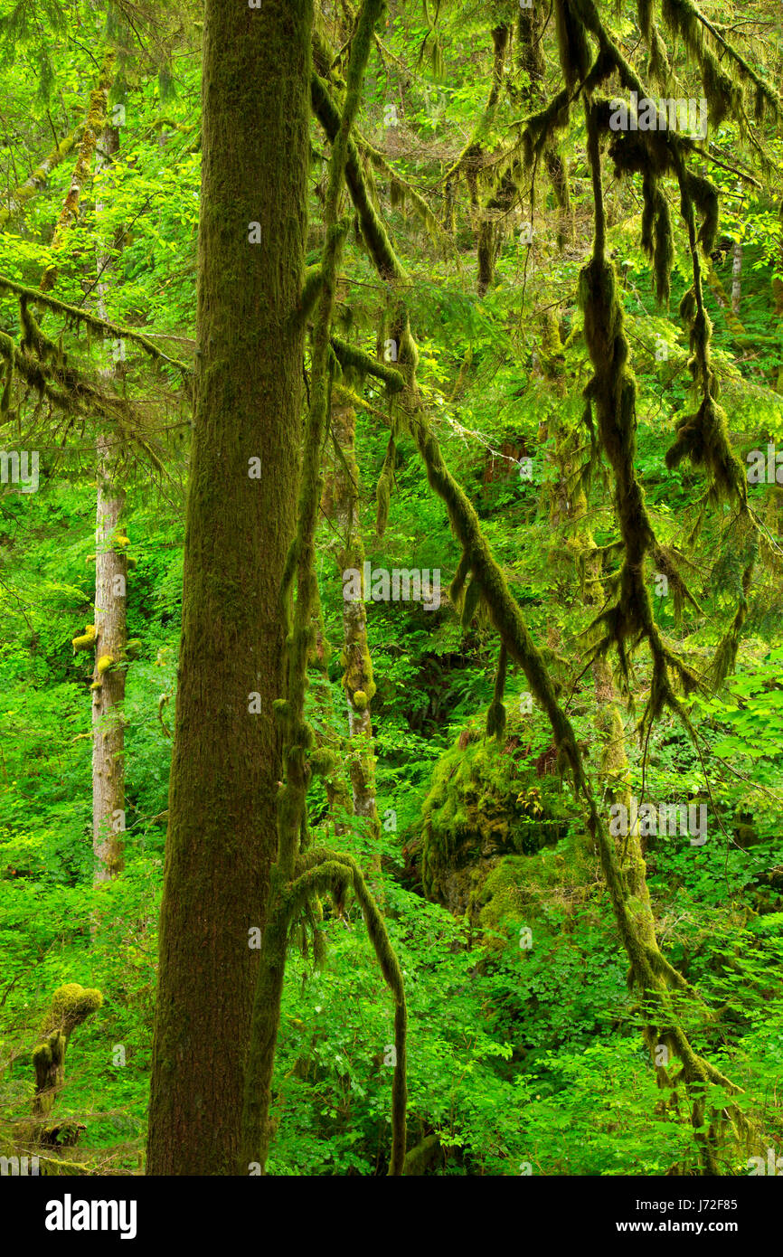 Shellburg falls trail hi-res stock photography and images - Alamy