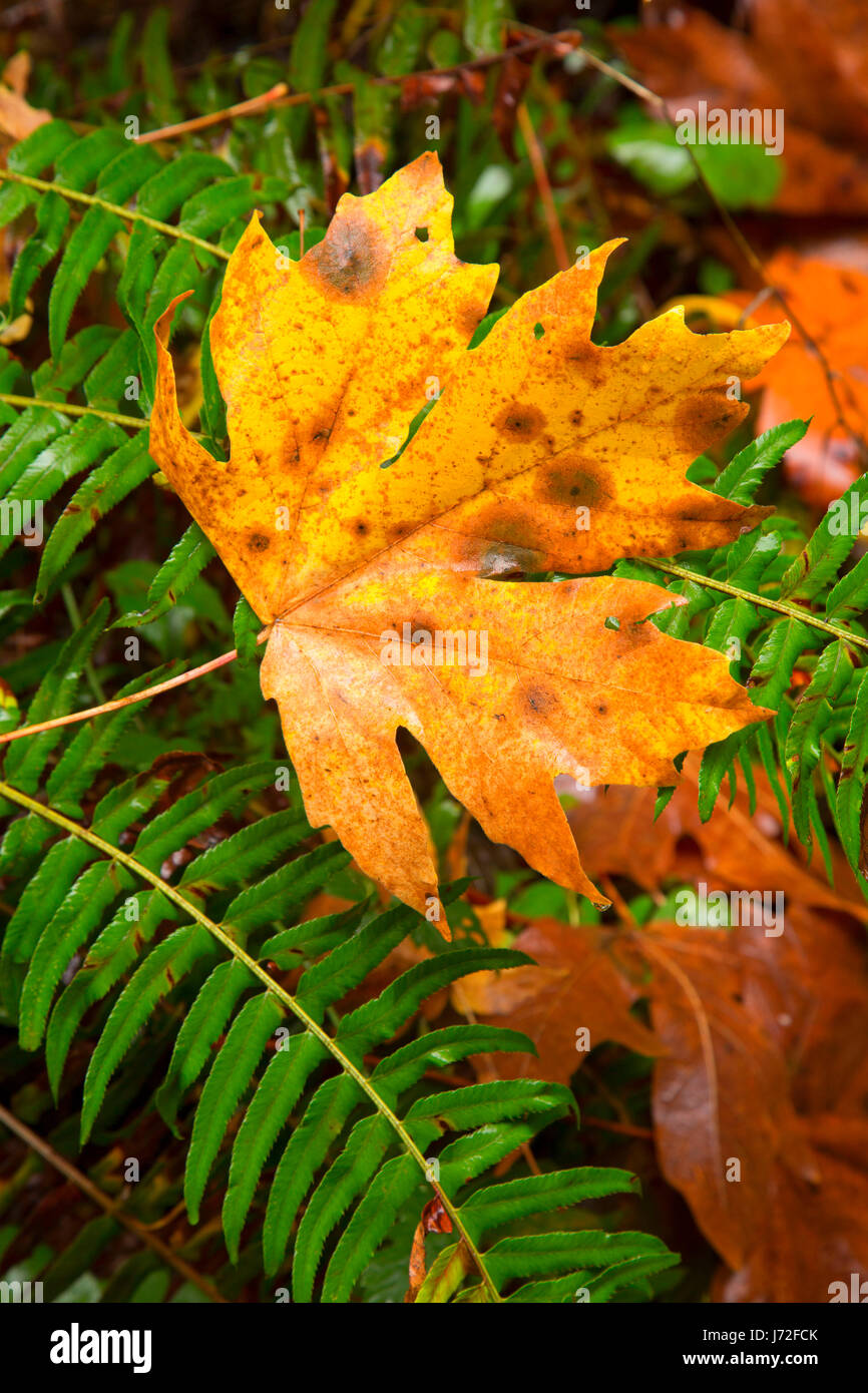 Bigleaf maple leaf on Trail of Ten Falls, Silver Falls State Park ...