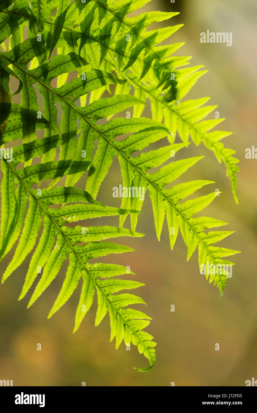 Licorice ferns (Polypodium glycyrrhiza) on Trail of Ten Falls, Silver ...