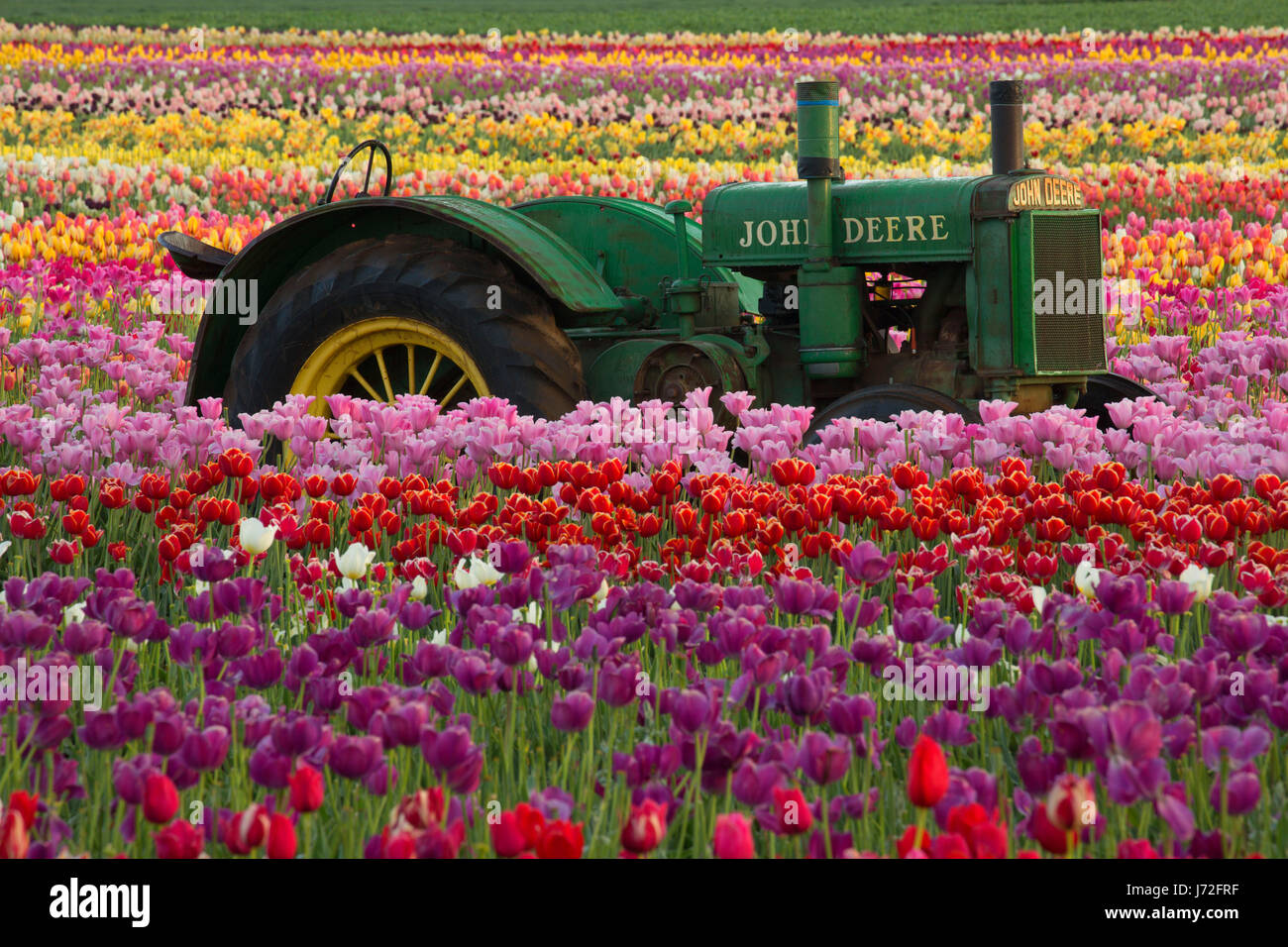 Tulip field with tractor, Wooden Shoe Bulb Co., Clackamas County ...