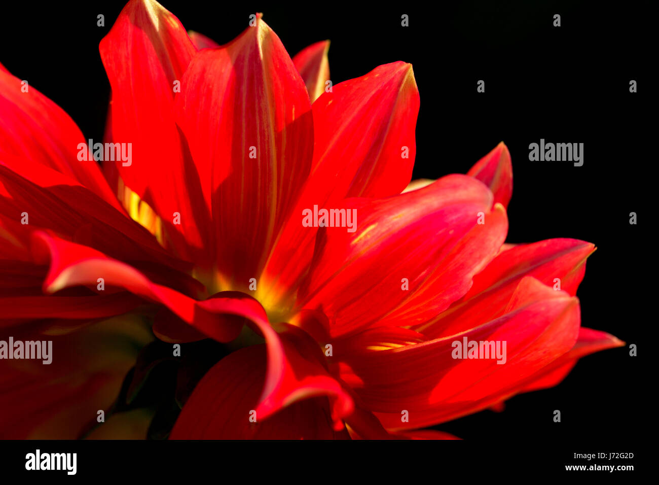 Bodacious dahlia, Swan Island Dahlias, Canby, Oregon Stock Photo - Alamy