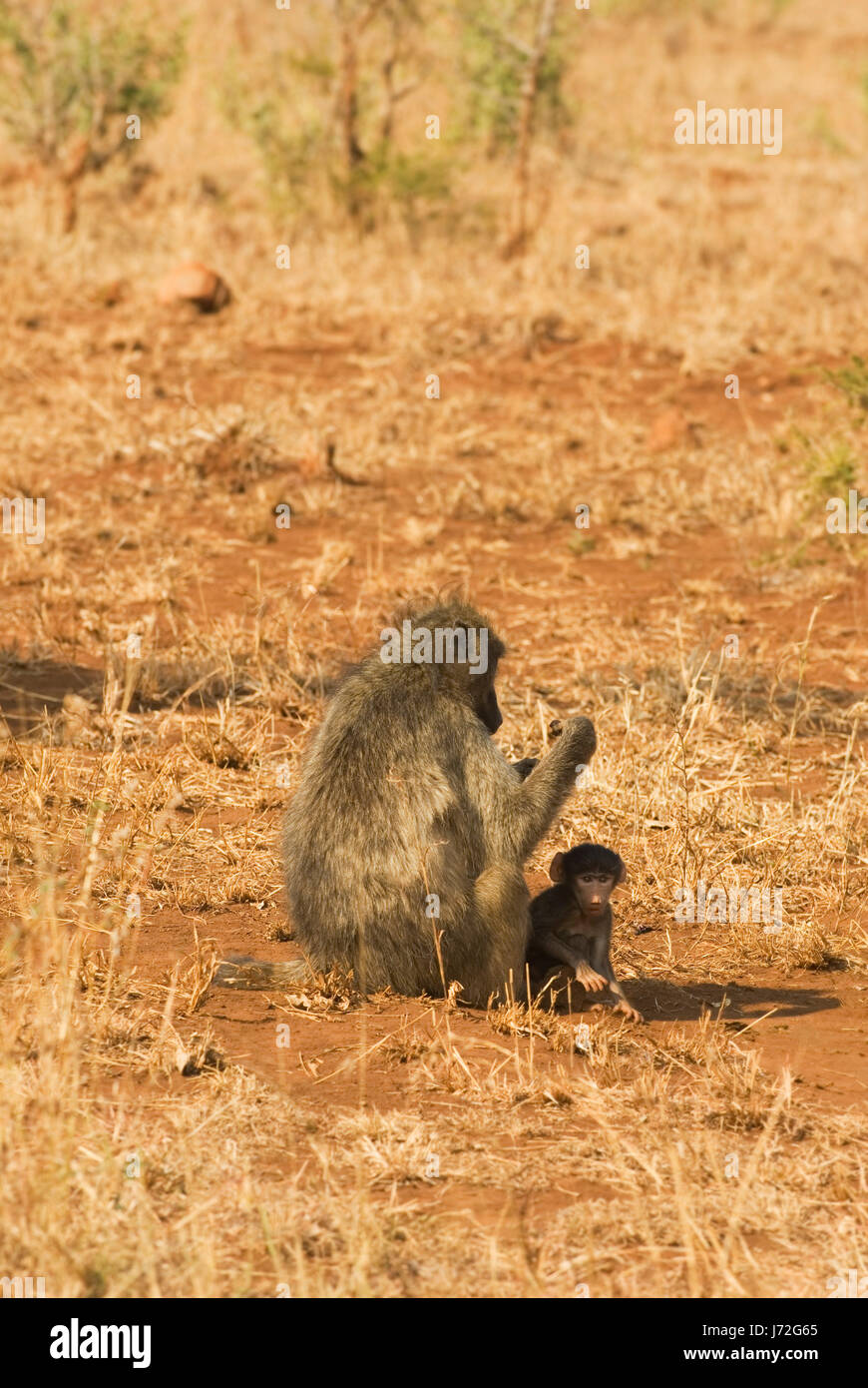 safari tree trees park mammal africa savannah monkey bushes duo mammals ...