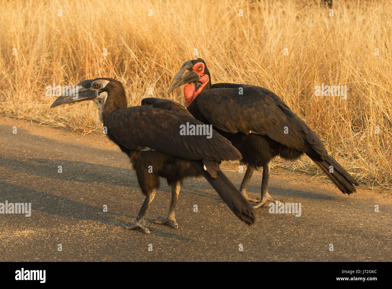 bird africa savannah birds park bird national park africa black swarthy ...