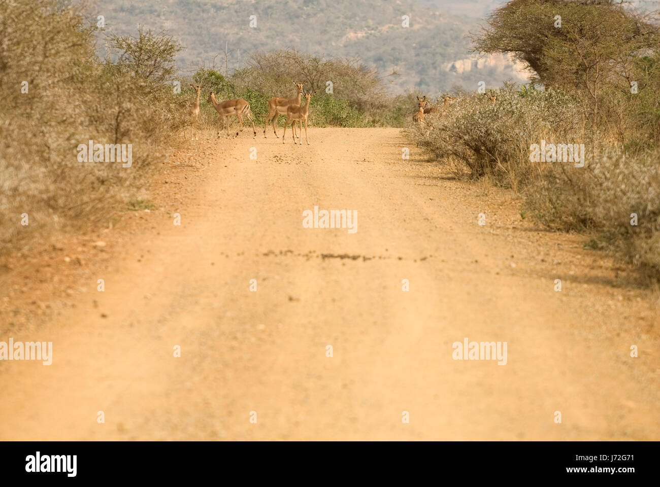 tourism africa safari antelope path way street road tree trees mammal ...