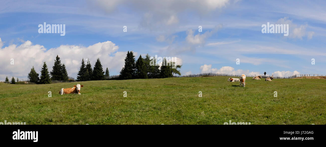 on the alm Stock Photo - Alamy