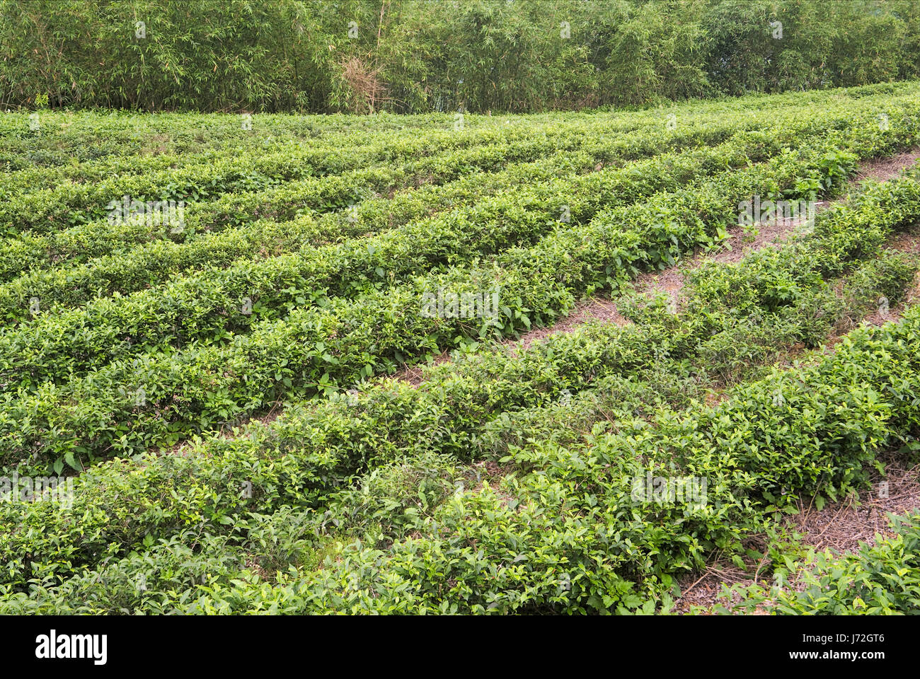 tea agriculture farming outdoor farm abstract pattern landscape scenery ...