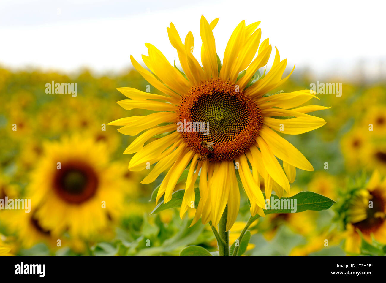 flower plant bloom blossom flourish flourishing field sunflower ...