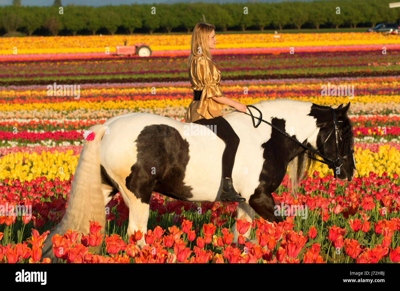 Horse rider in tulip field, Wooden Shoe Bulb Co., Clackamas County ...