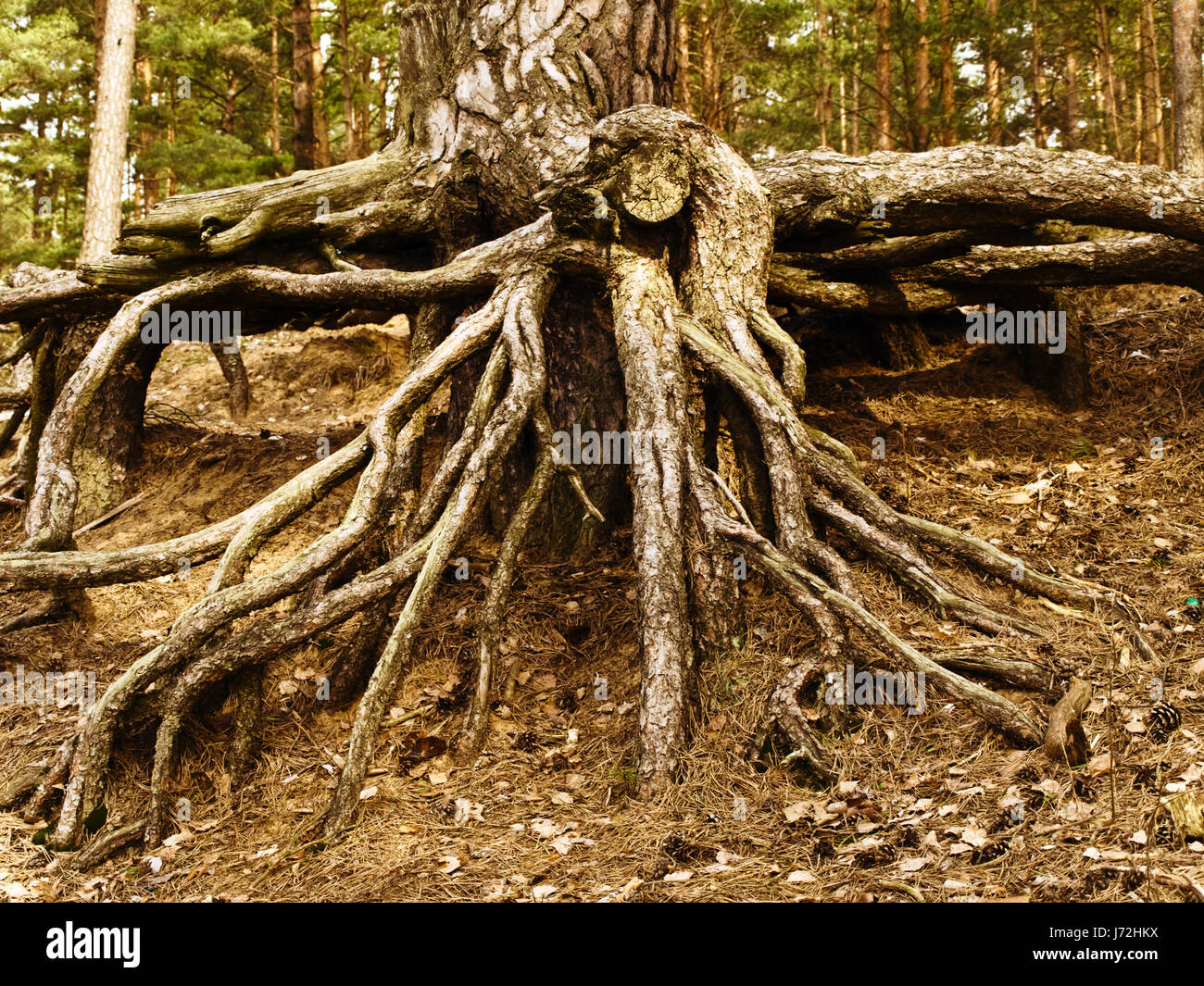 wood nature environment enviroment tree wood ground soil earth humus ...