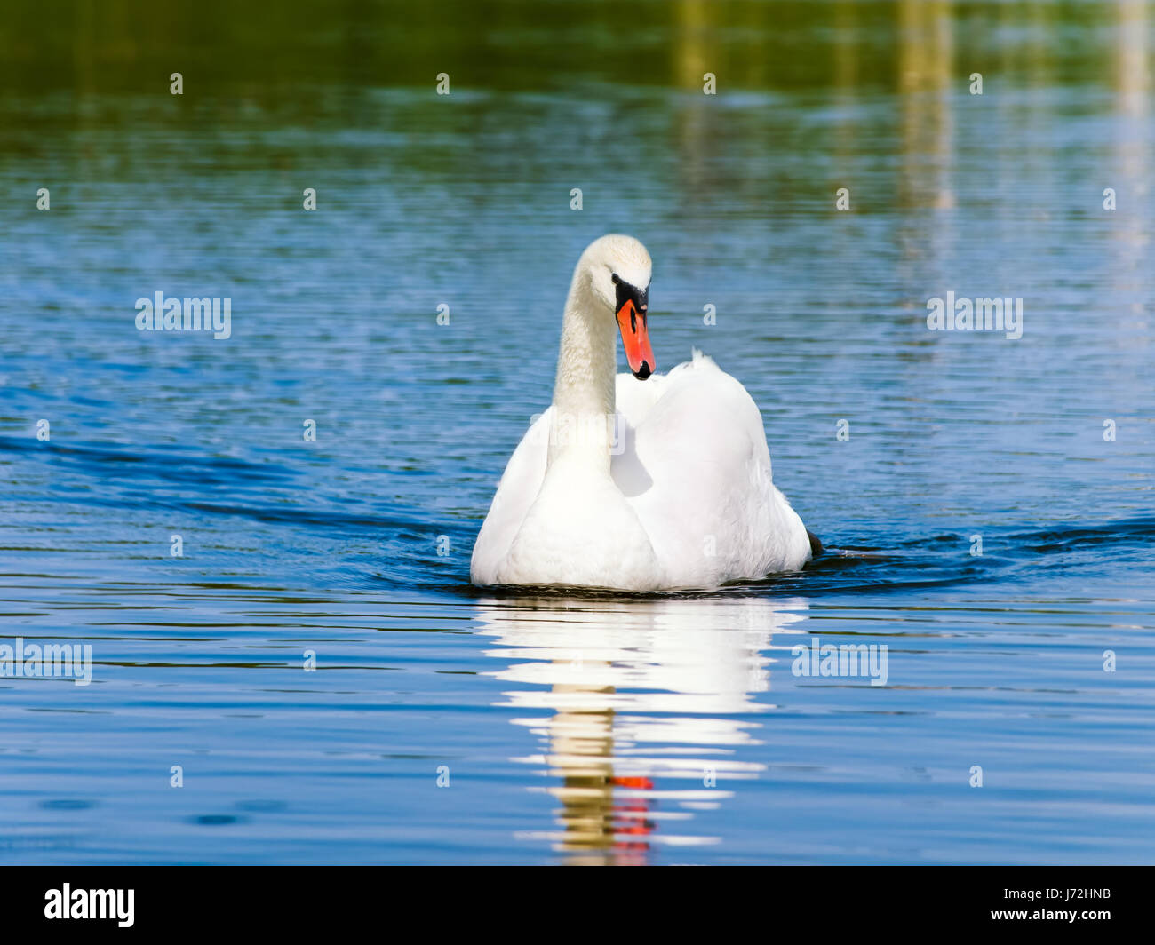 bird swan fresh water lake inland water water animal bird wild swan ...