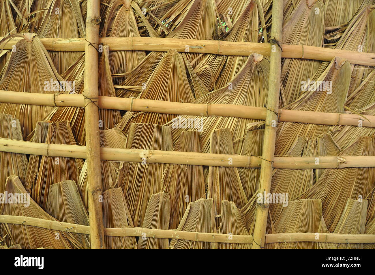canopy of palm fronds Stock Photo - Alamy