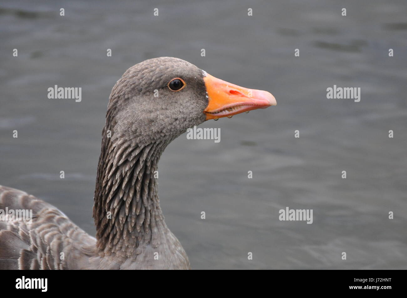 the greylag goose Stock Photo - Alamy