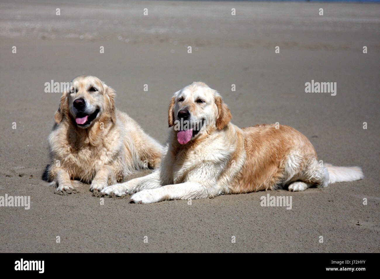 portrait beach seaside the beach seashore golden sands sand more ...