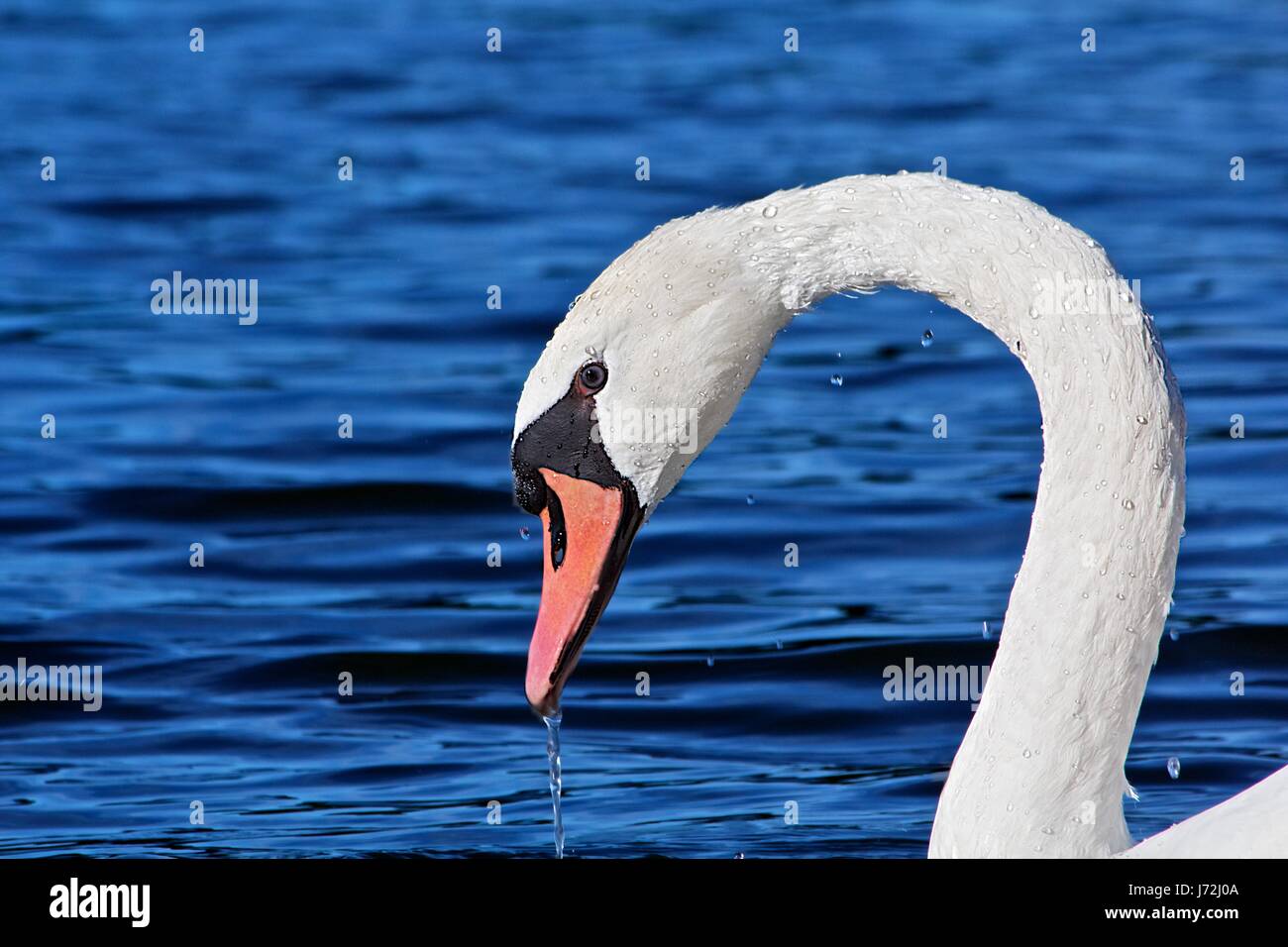 blue bird swan salt water sea ocean water white nature blue beautiful ...