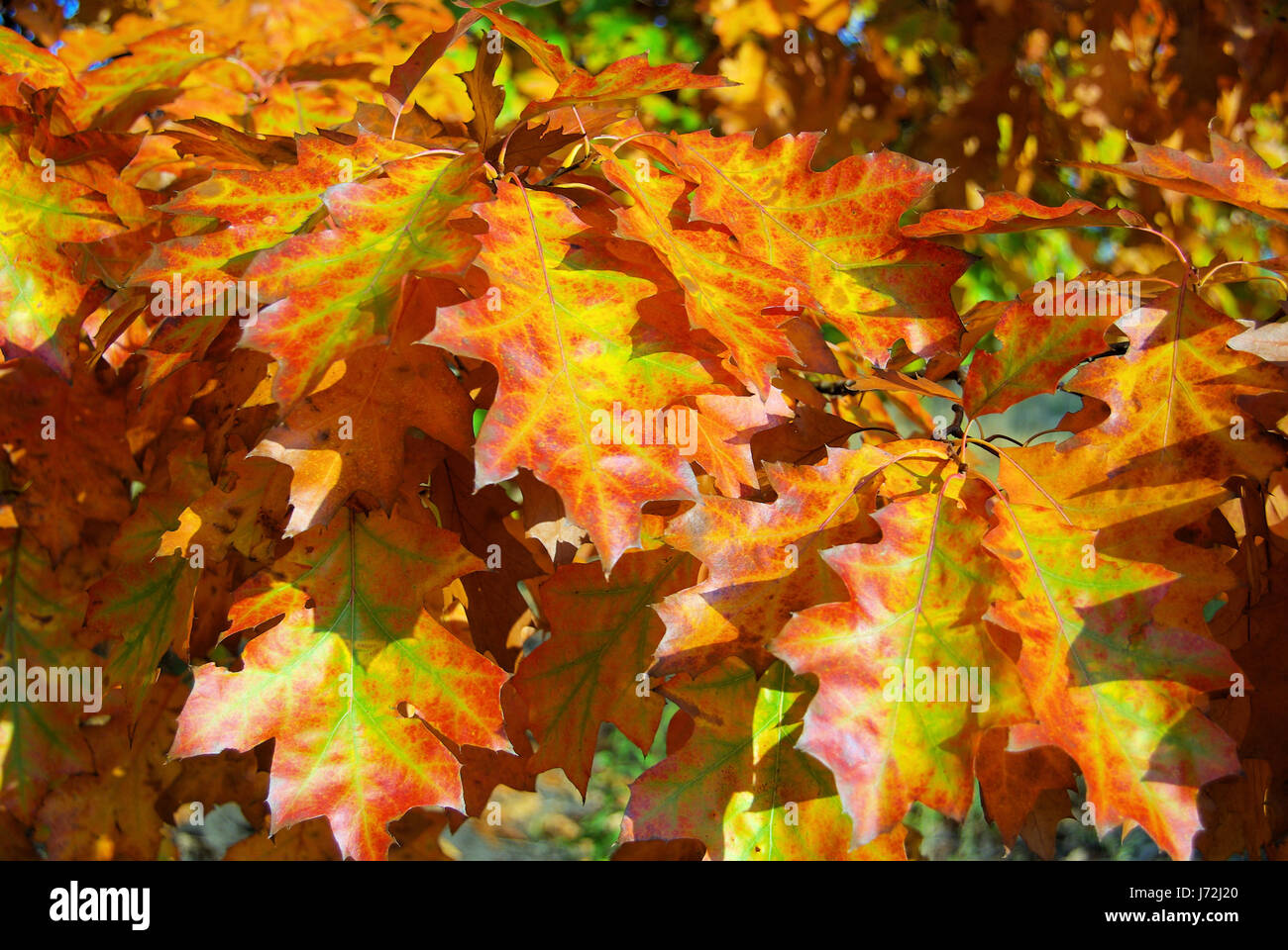 leaves coloured colourful gorgeous multifarious richly coloured oak ...