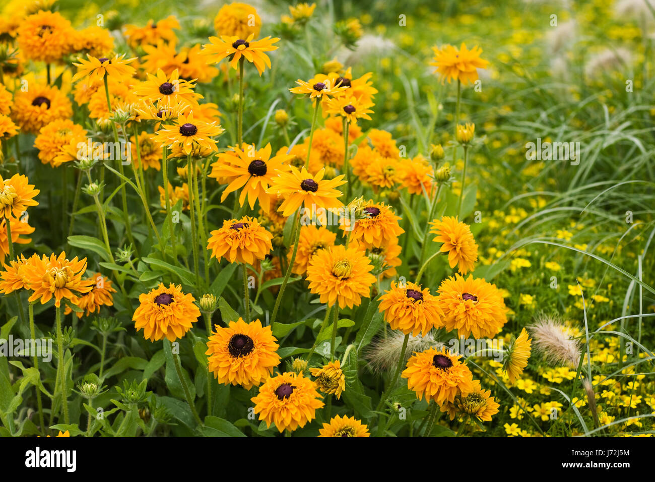 flower sunflower plant marigold french marigold meadow grass lawn green ...