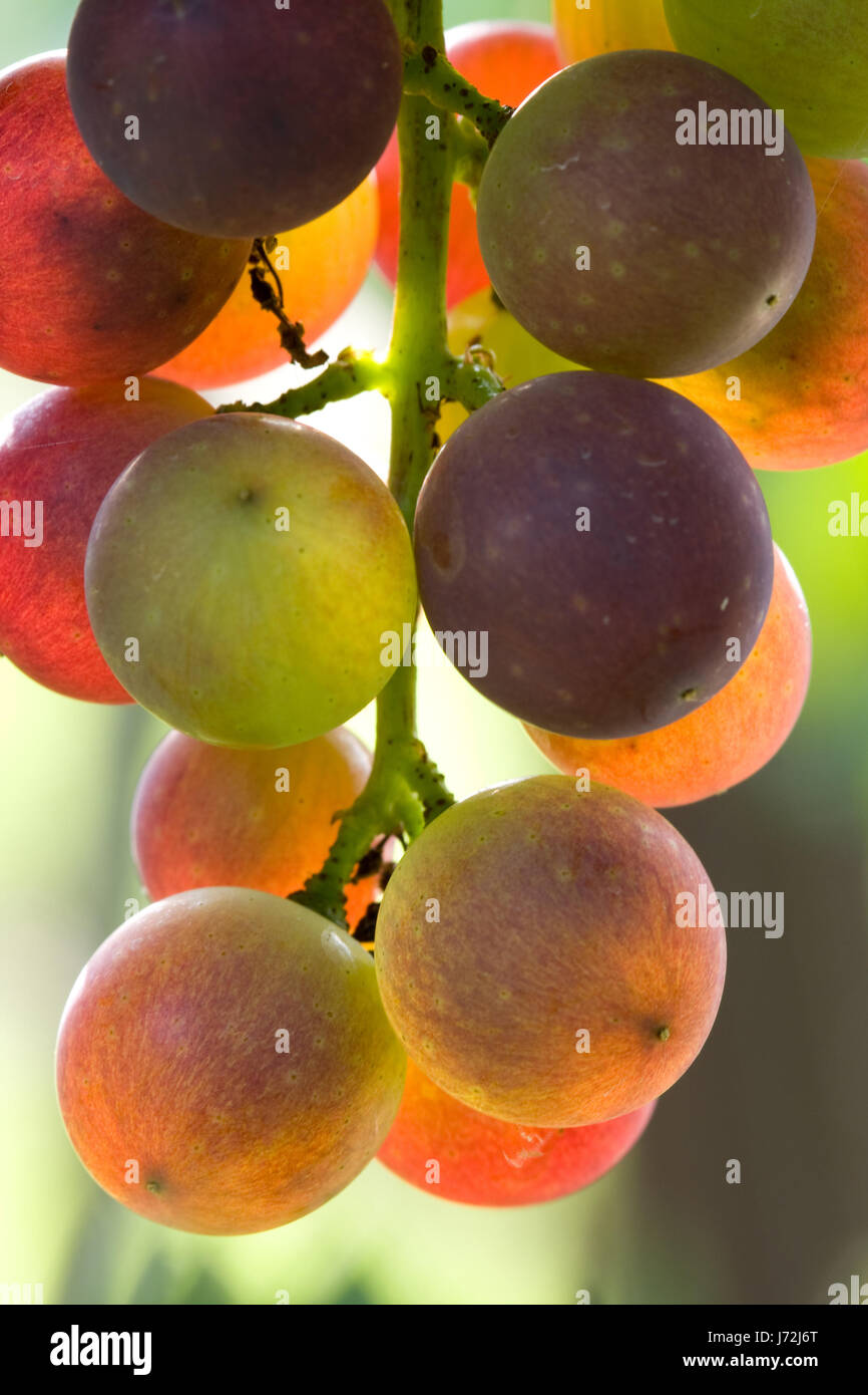 grapes progenies fruits fruit common grape vines vine grape vine grape ...