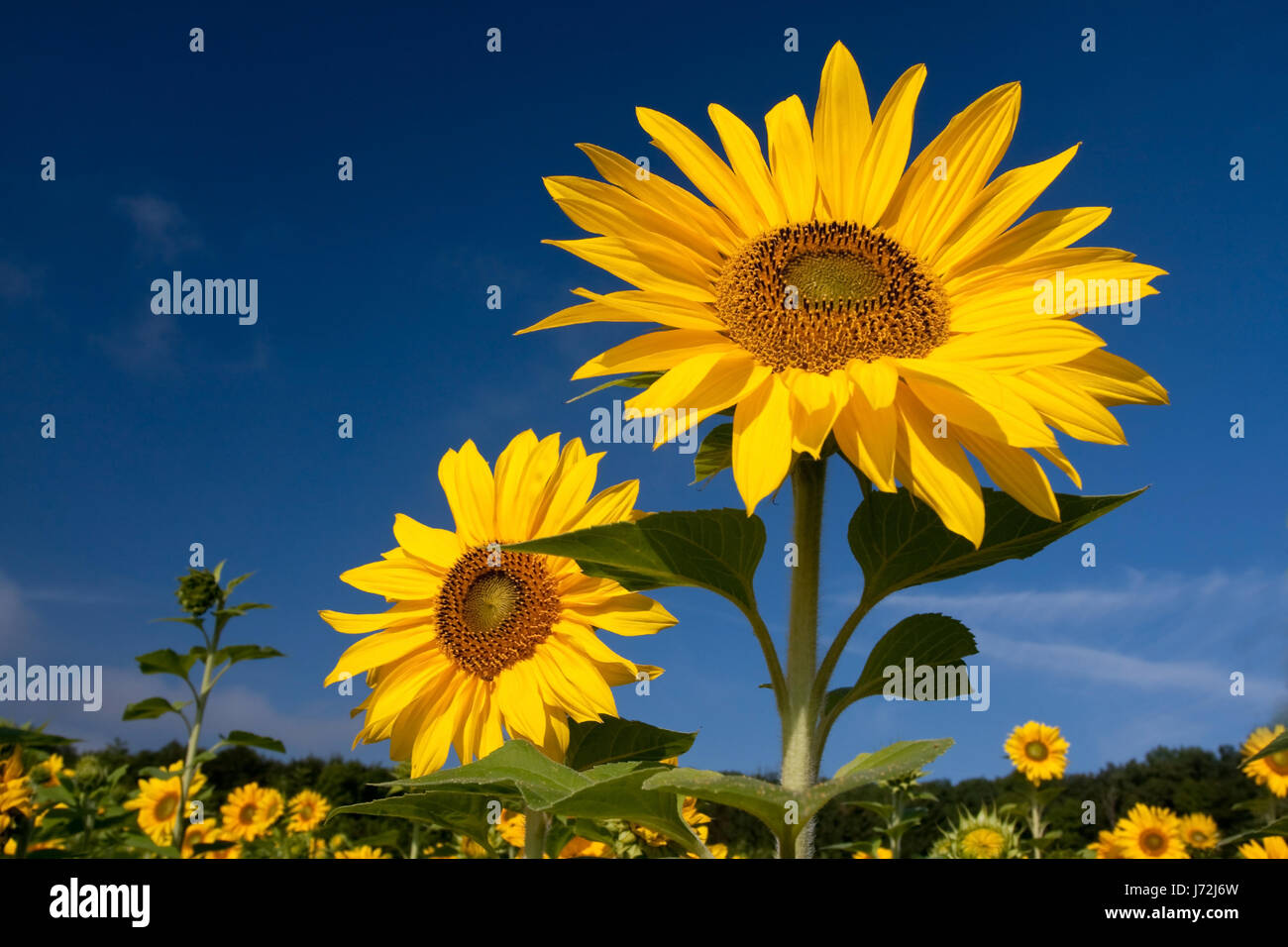 plant flower bloom blossom flourish flourishing flowers sunflower ...
