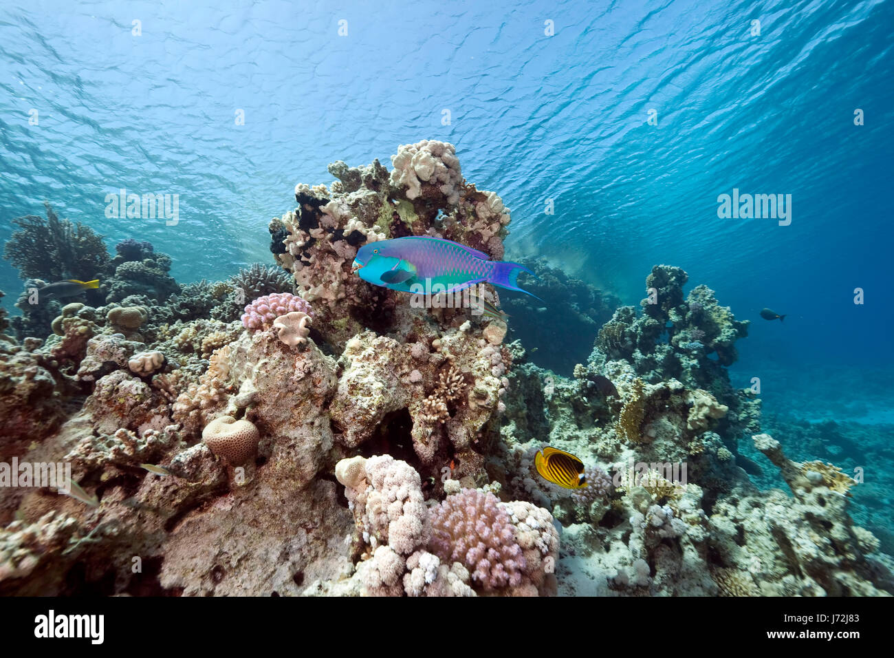animal fish sunlight underwater colony exotic sunbeam egypt hard dive ...