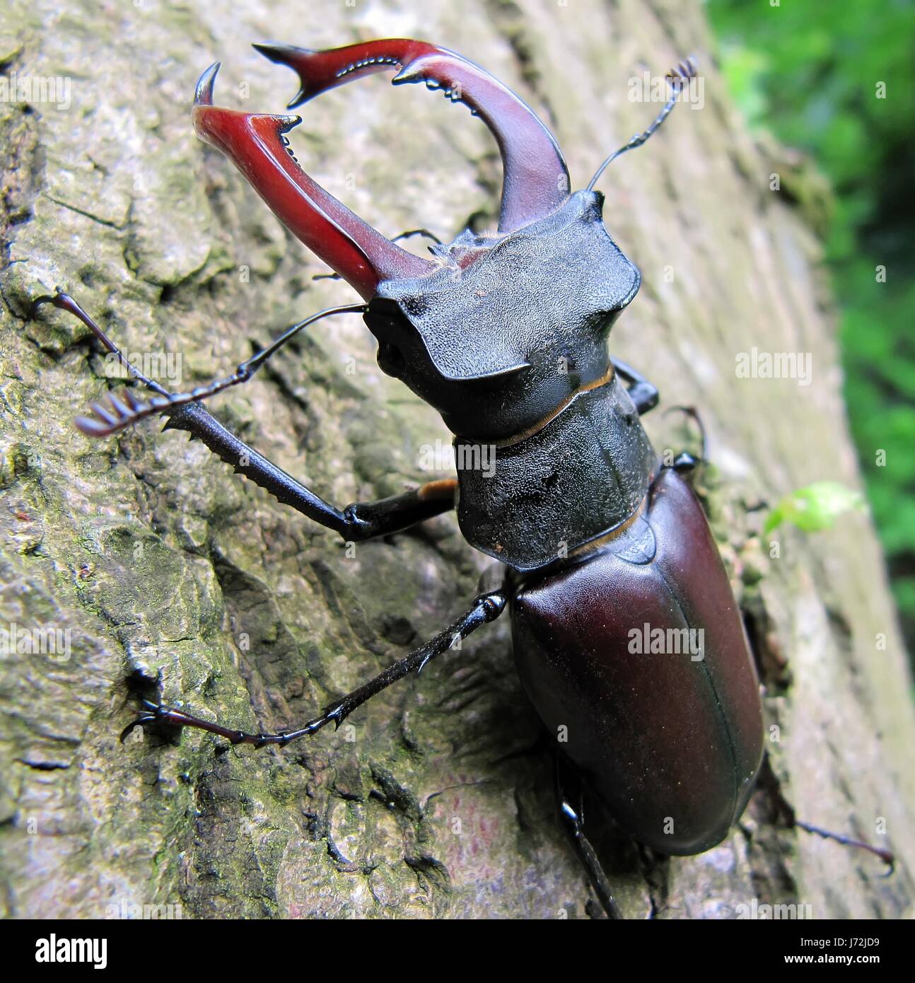 insect beetle europe stag-beetle hugest legs protected sheltered insect ...