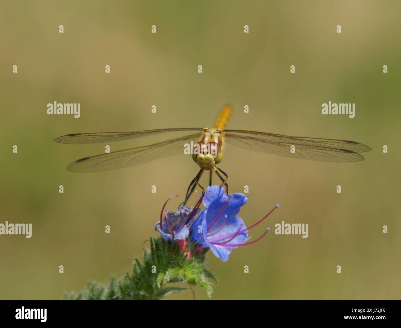 animal insect fauna black swarthy jetblack deep black four wing ...