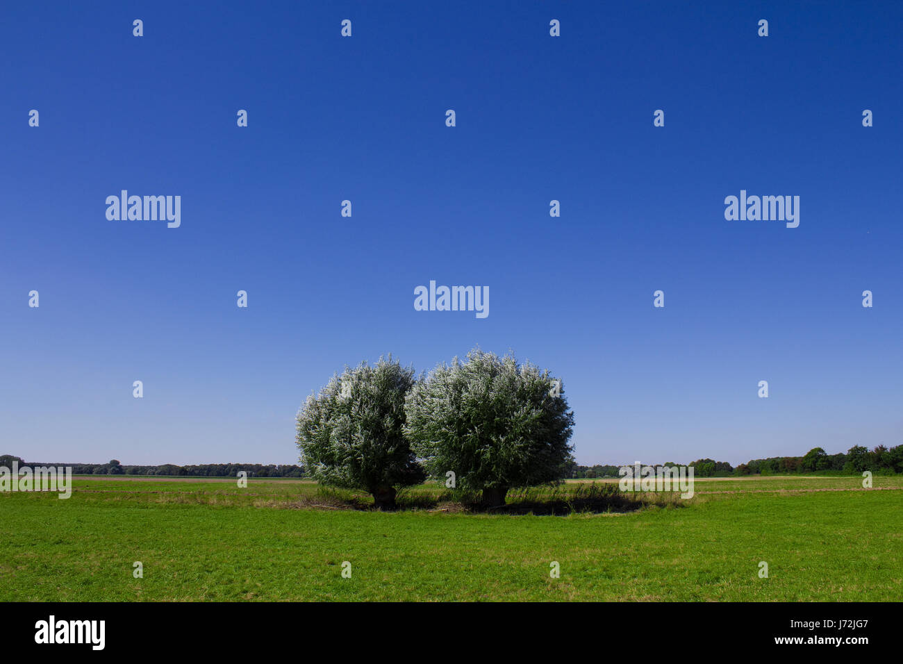 bucolic tree trees meadow firmament sky unclouded cloudless scenery ...