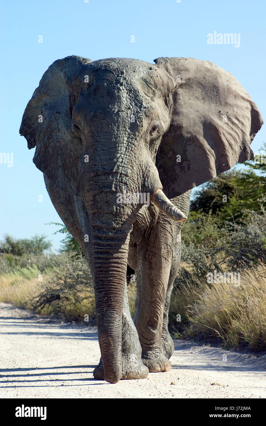 big large enormous extreme powerful imposing immense relevant animal ...